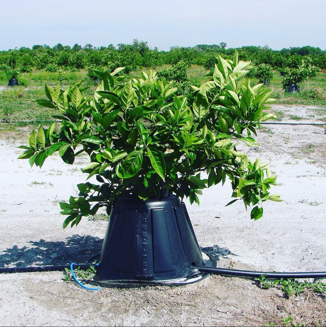 Tree T-Pee Net Worth: The Revolutionary Watering System - Nairobi News